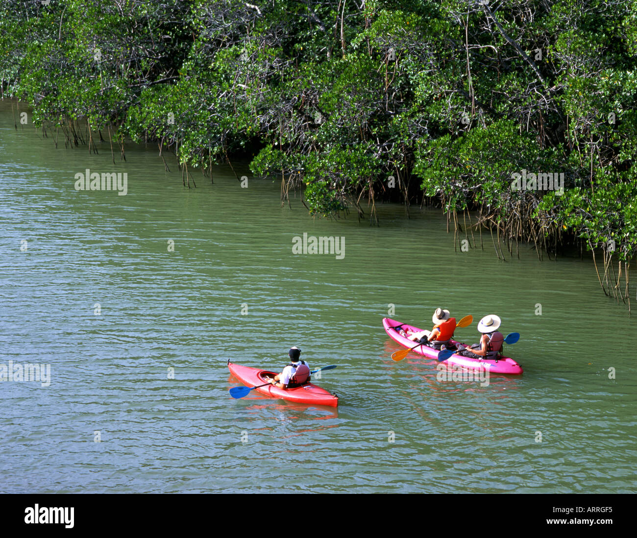 Japanese people kayak along the mangrove lined Miyara River, Ishigaki ...