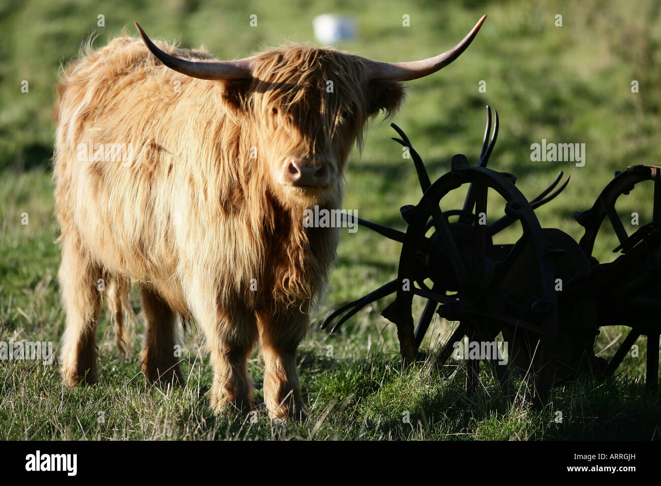 Highland Cow and Old machinery Stock Photo - Alamy