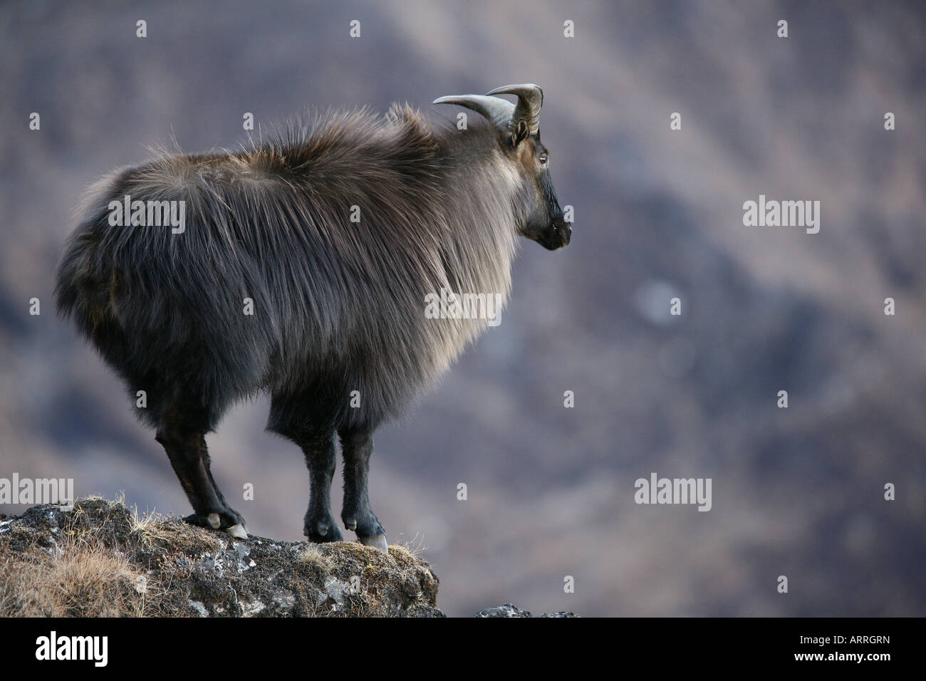 Mountain Goat on cliff edge Stock Photo - Alamy