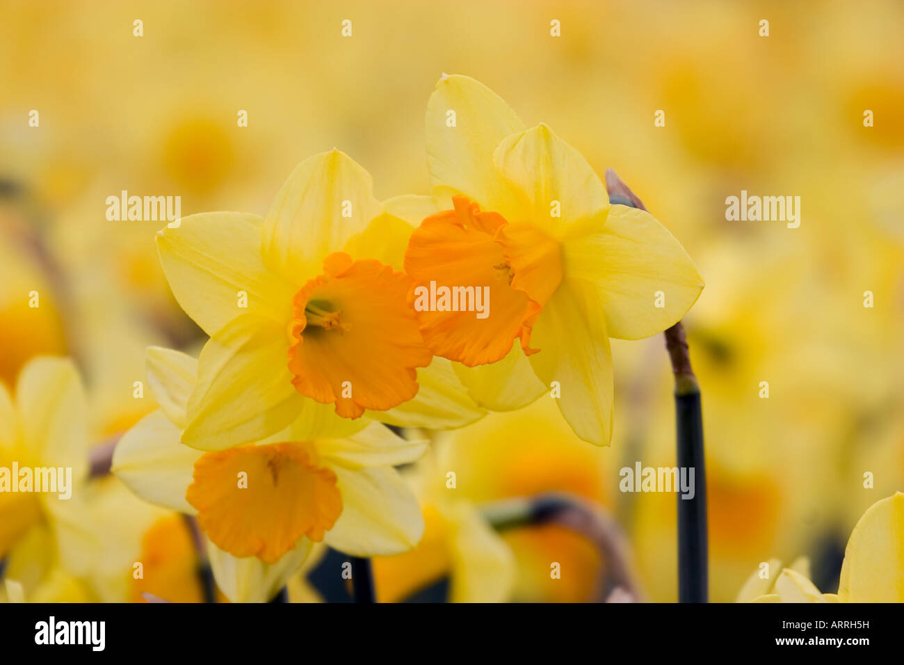 Swathe of daffodils hi-res stock photography and images - Alamy