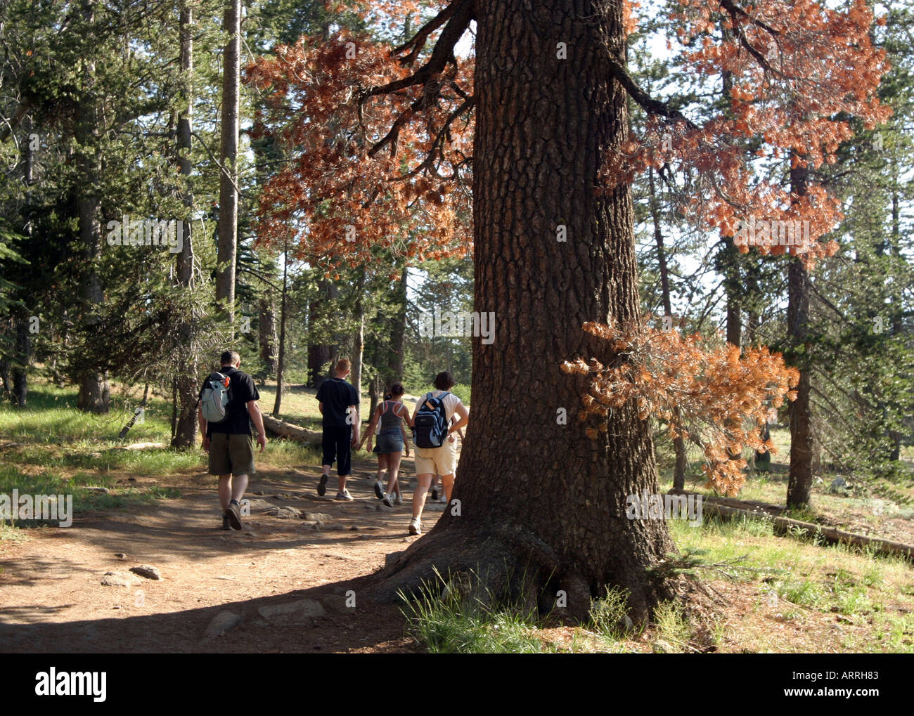 California walkers, People walking in the woods in the fall ( autumn ...