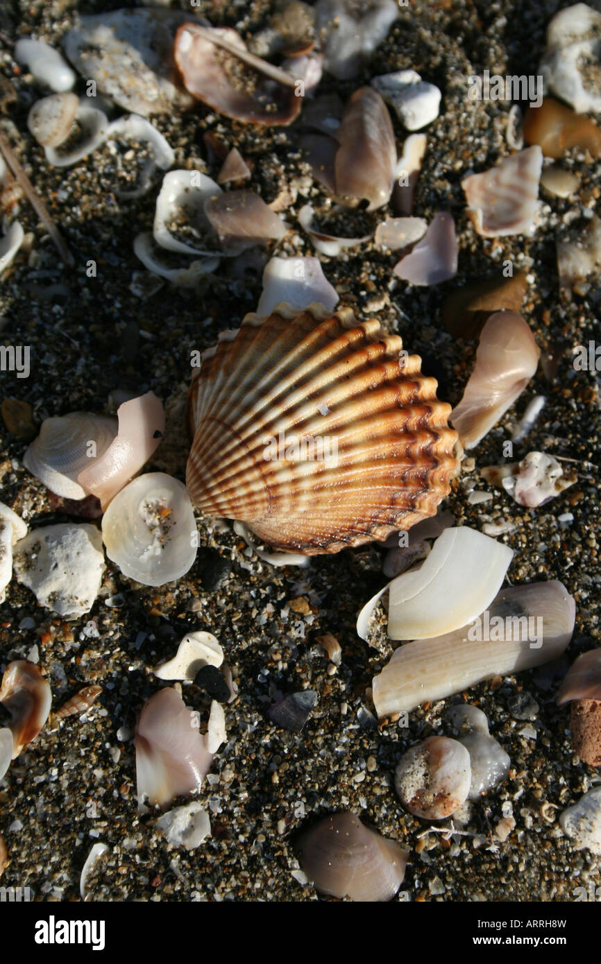 sea shells on sand Stock Photo - Alamy