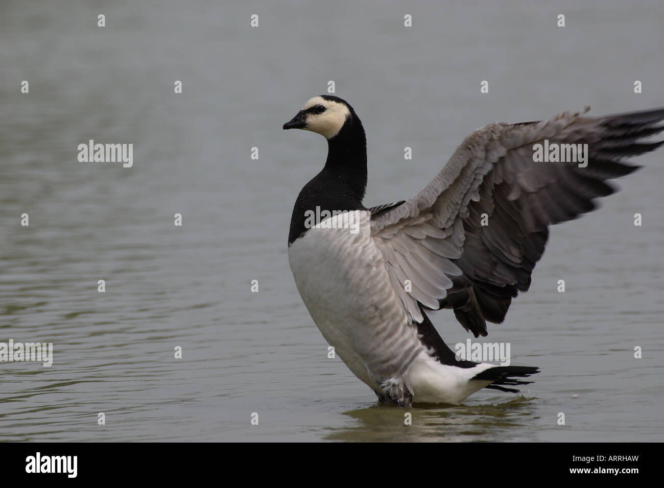 Barnacle goose Branta leucopsis stretching its wings Stock Photo - Alamy