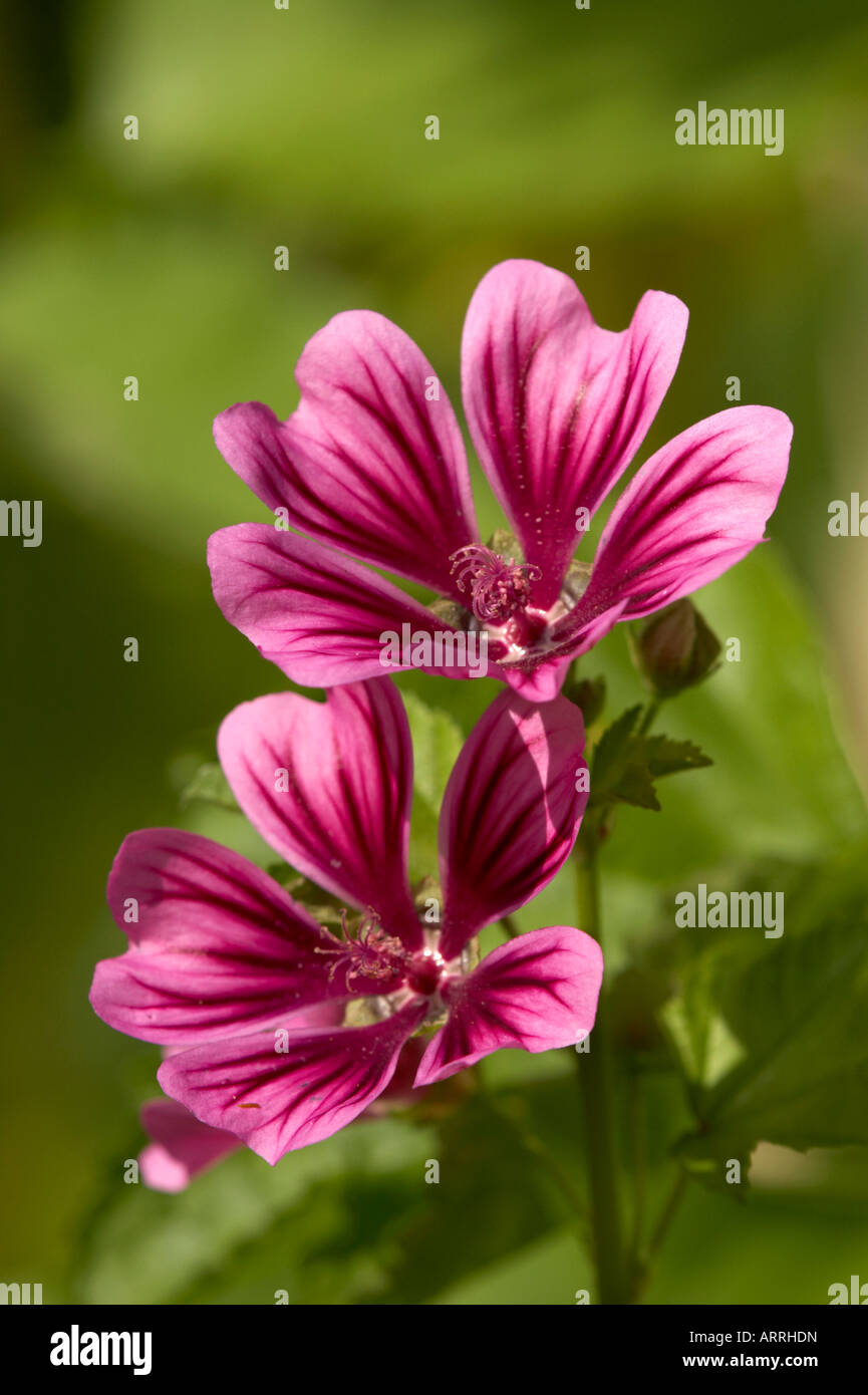 detail of a flower Stock Photo - Alamy