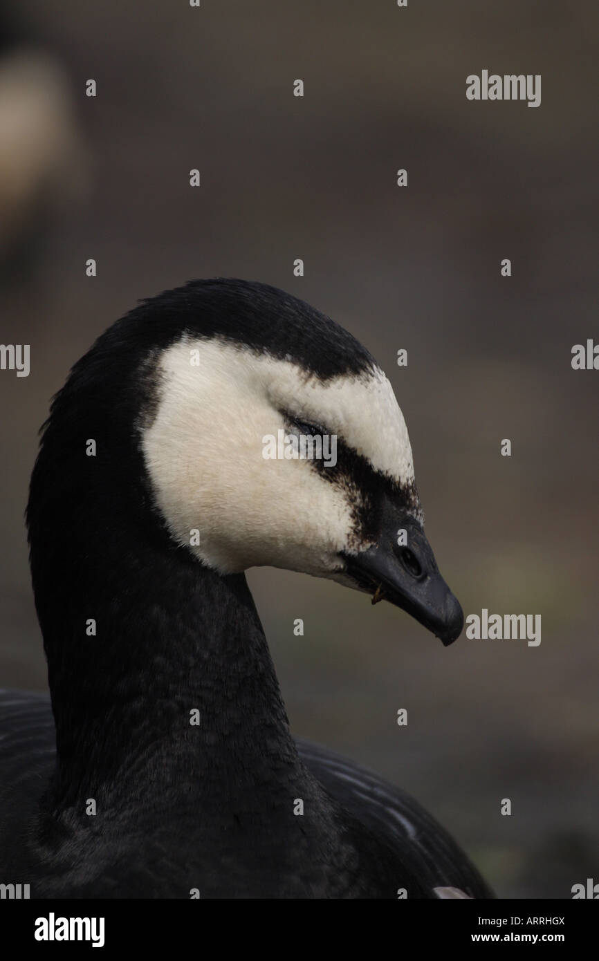 Barnacle goose Branta leucopsis sleeping Stock Photo - Alamy