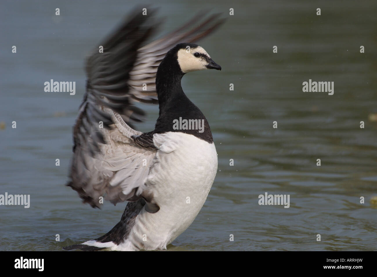 Barnacle goose Branta leucopsis stretching its wings Stock Photo - Alamy