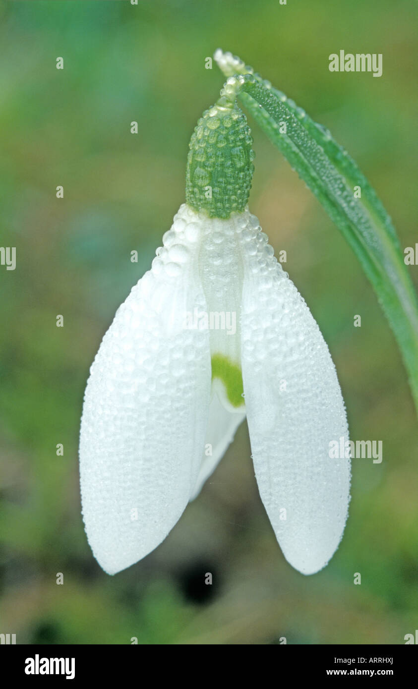 Hanging snowdrop flower hi-res stock photography and images - Alamy