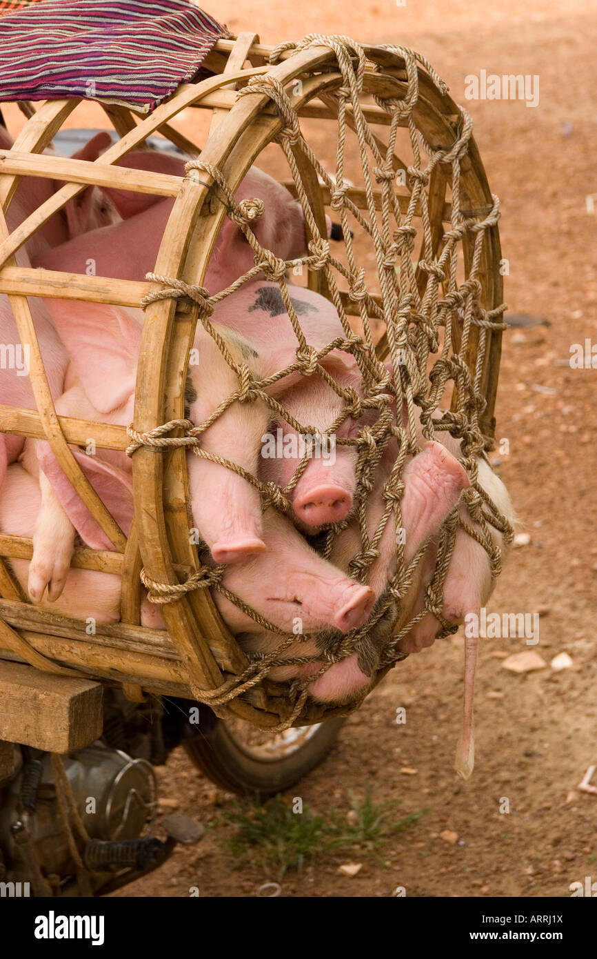 Pigs being transported on the back of a motorbike Mondolkiri province ...