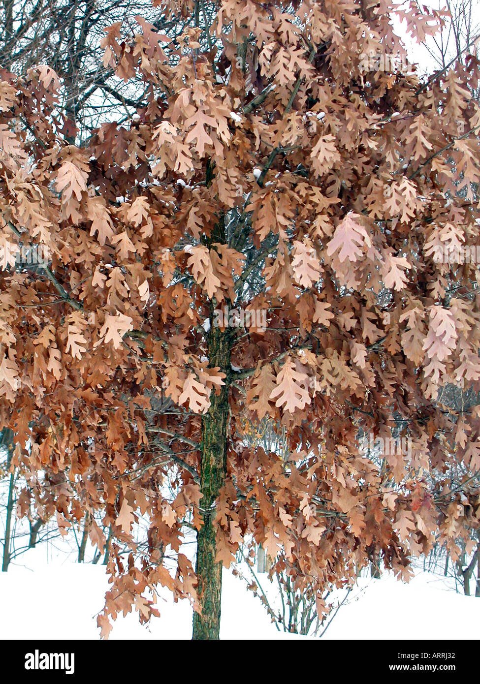 Oak tree - winter Stock Photo - Alamy