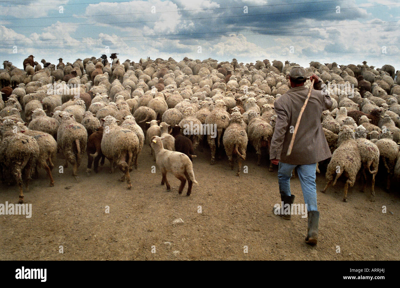 Man leading flock of sheep hi-res stock photography and images - Alamy