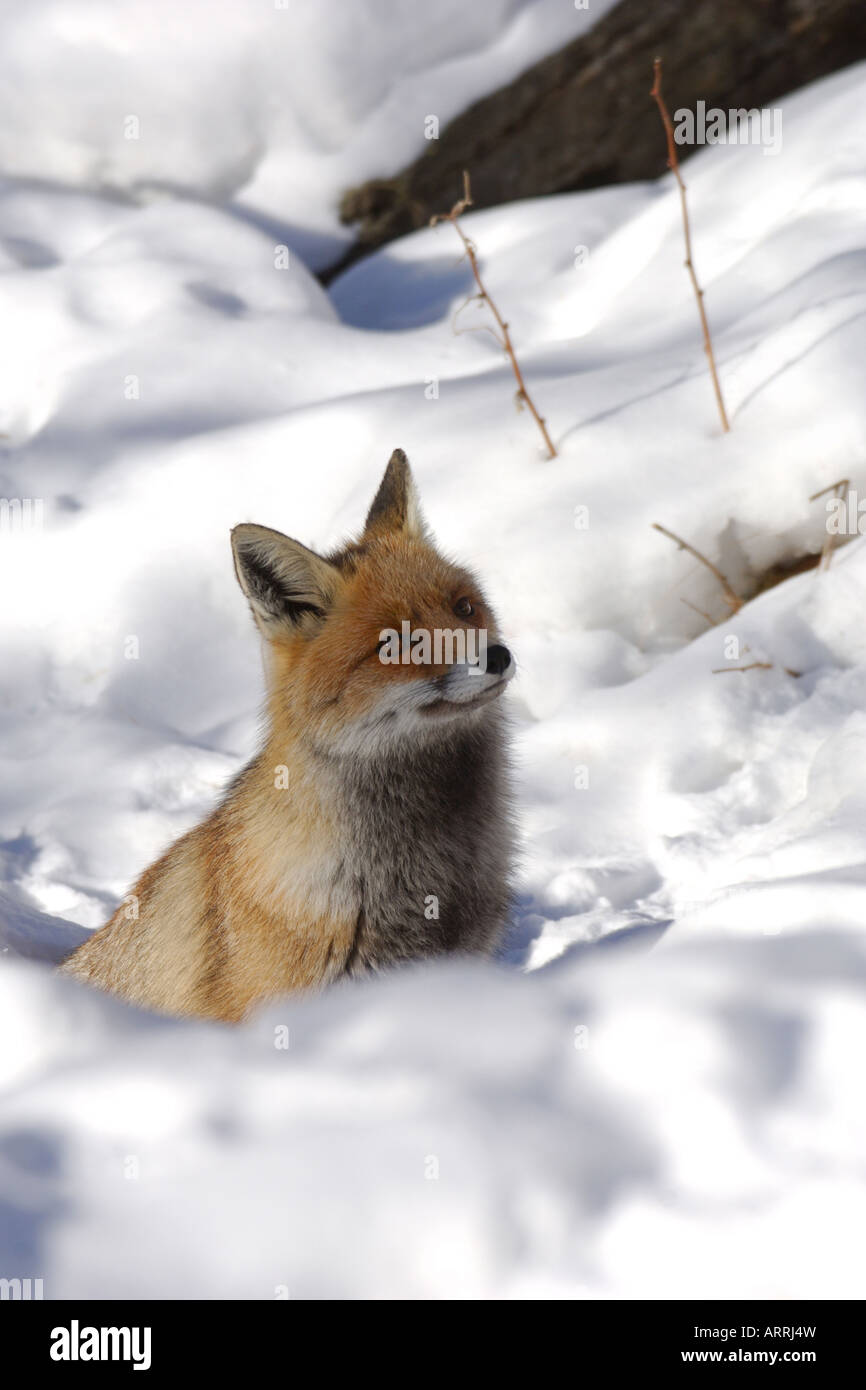 red fox gran paradiso national park fox foxes red canidae mammal ...