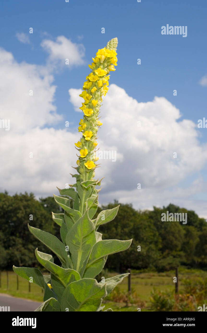 Great Mullein, Verbascum thapsus Stock Photo - Alamy