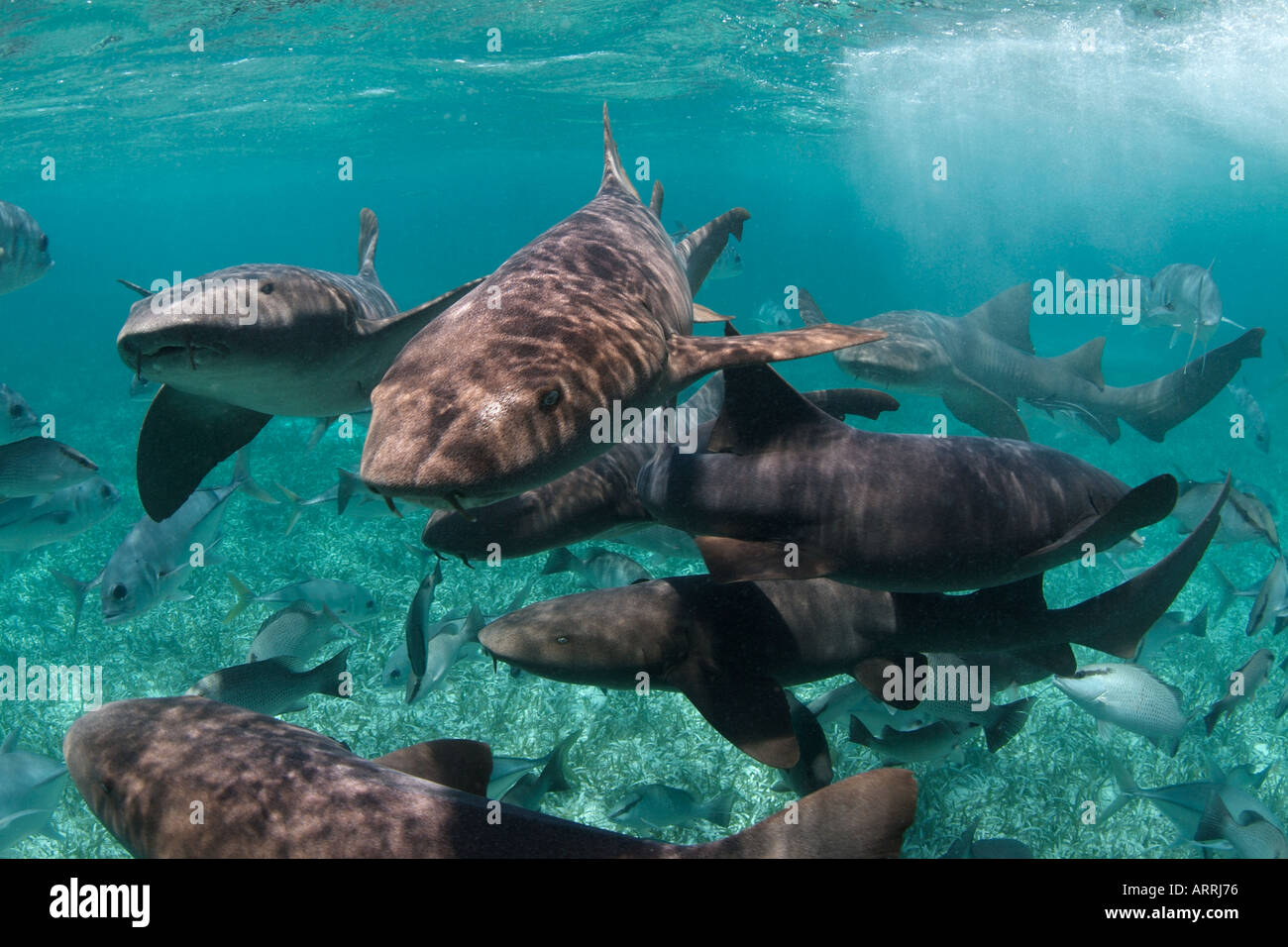 Shark ray alley belize hi-res stock photography and images - Alamy