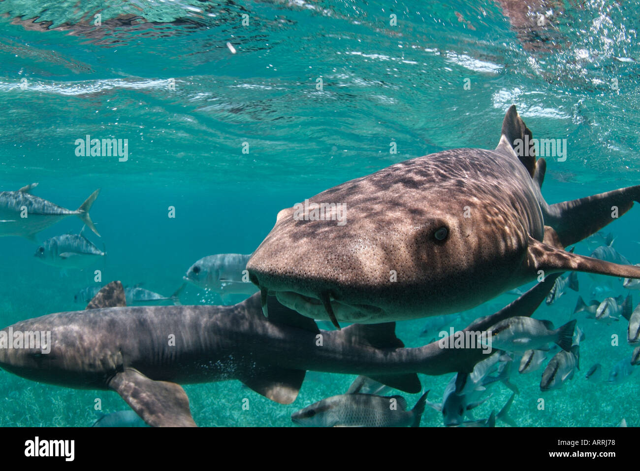 Shark ray alley belize hi-res stock photography and images - Alamy