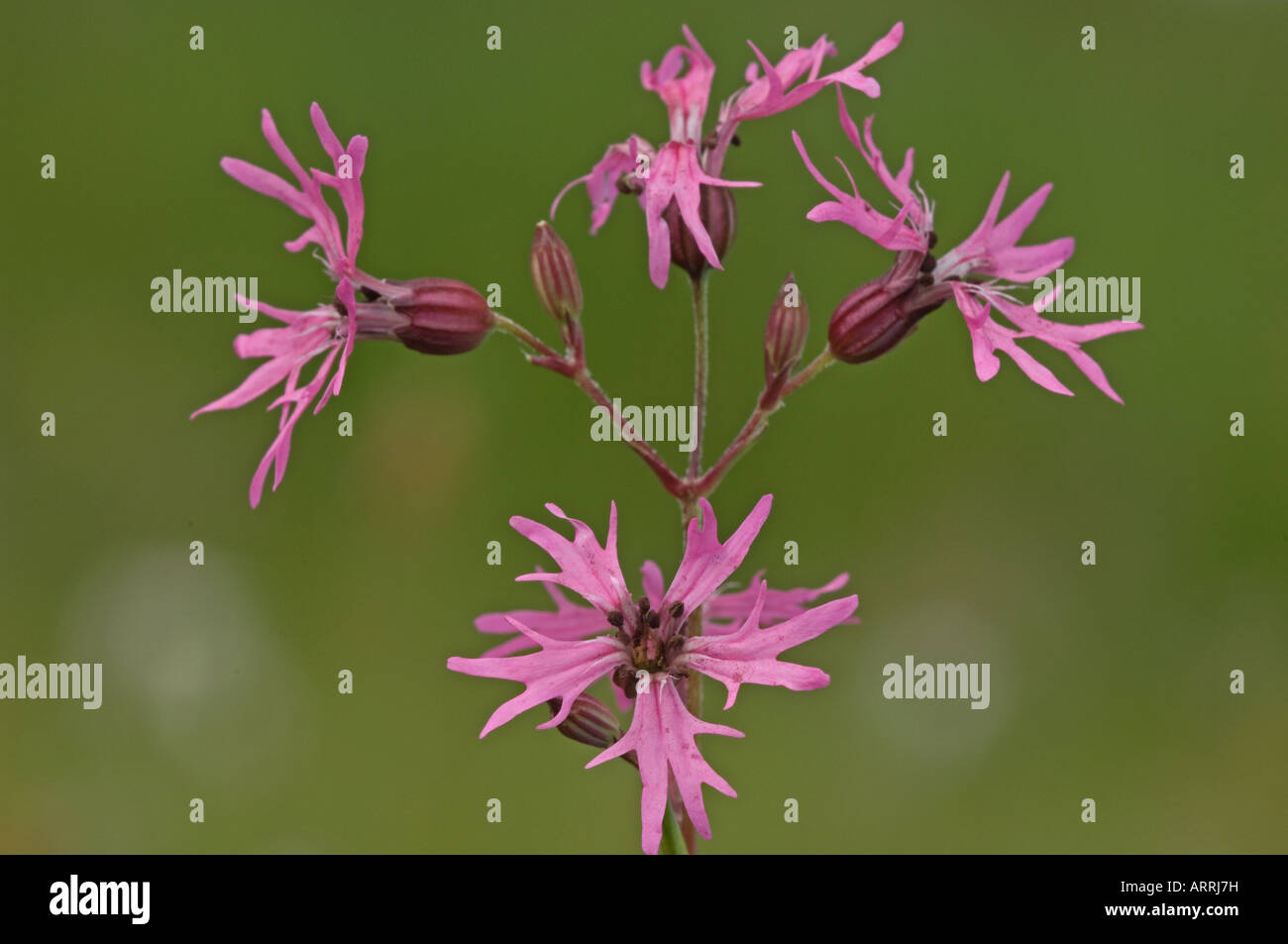 Ragged Robin (Lychnis flos-cuculi), single flower Stock Photo - Alamy