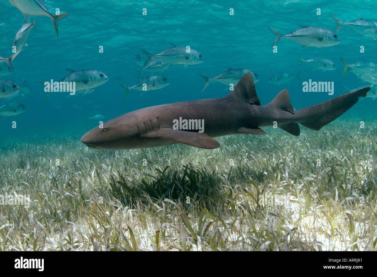 nr1209D. Atlantic Nurse Shark, Ginglymostoma cirratum. Belize ...