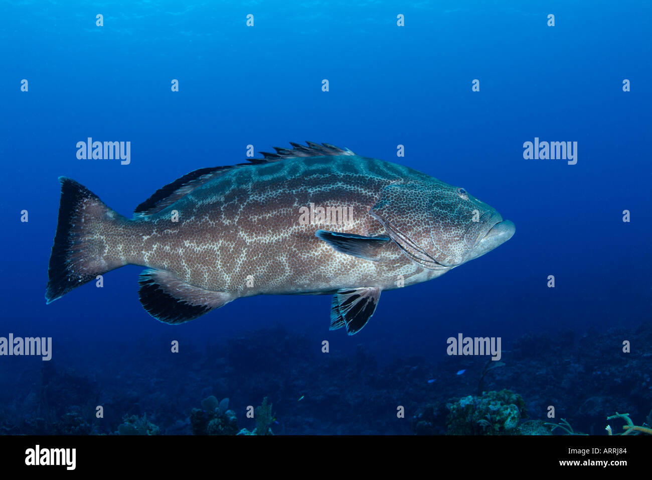 Mycteroperca bonaci hi-res stock photography and images - Alamy