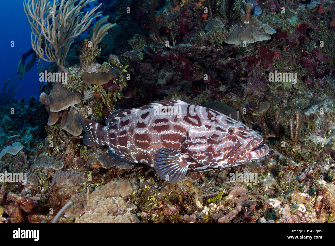 nr1235D. Black Grouper, Mycteroperca bonaci. Belize Caribbean Sea ...