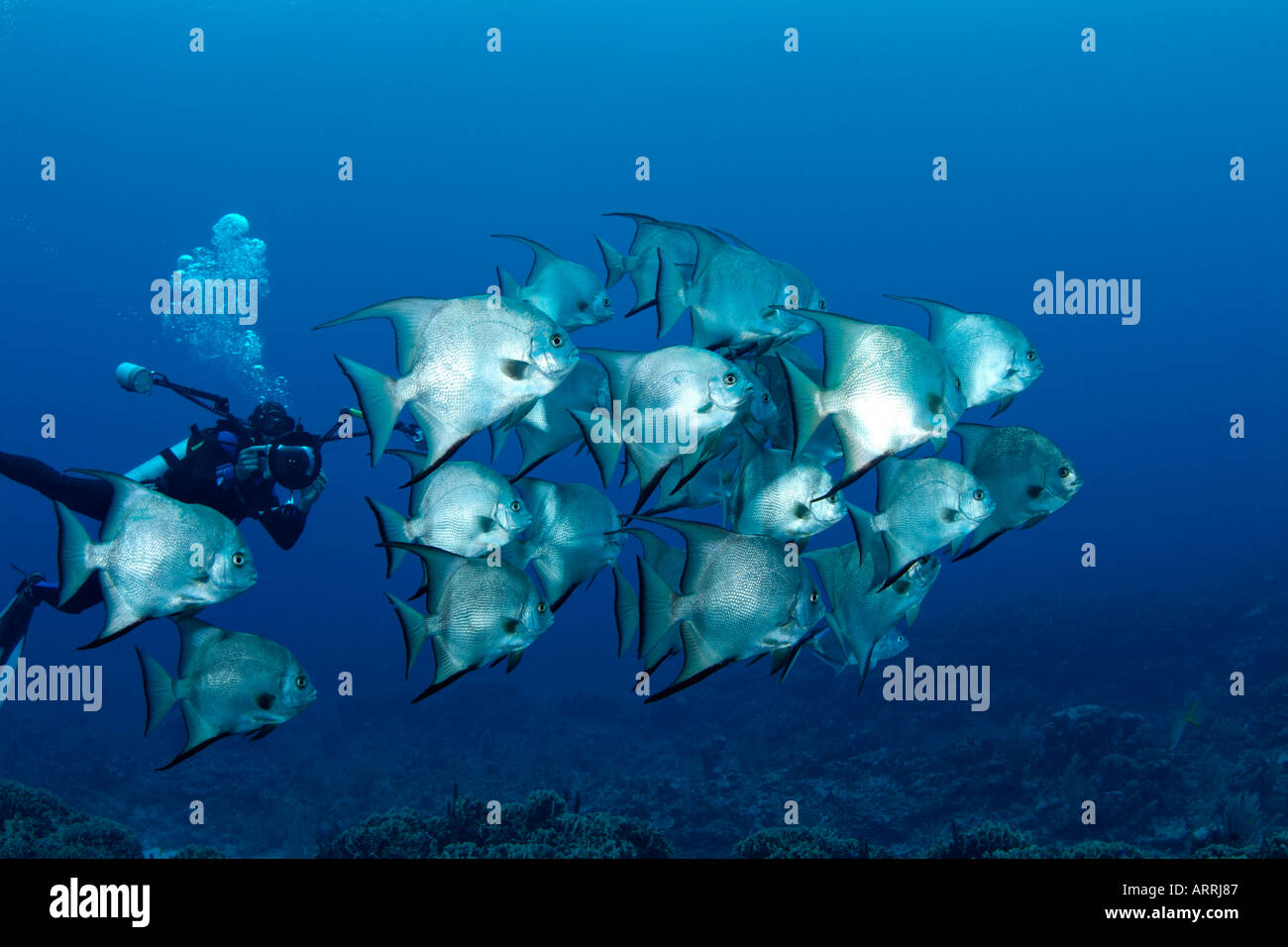 Atlantic spadefish caribbean hi-res stock photography and images - Alamy