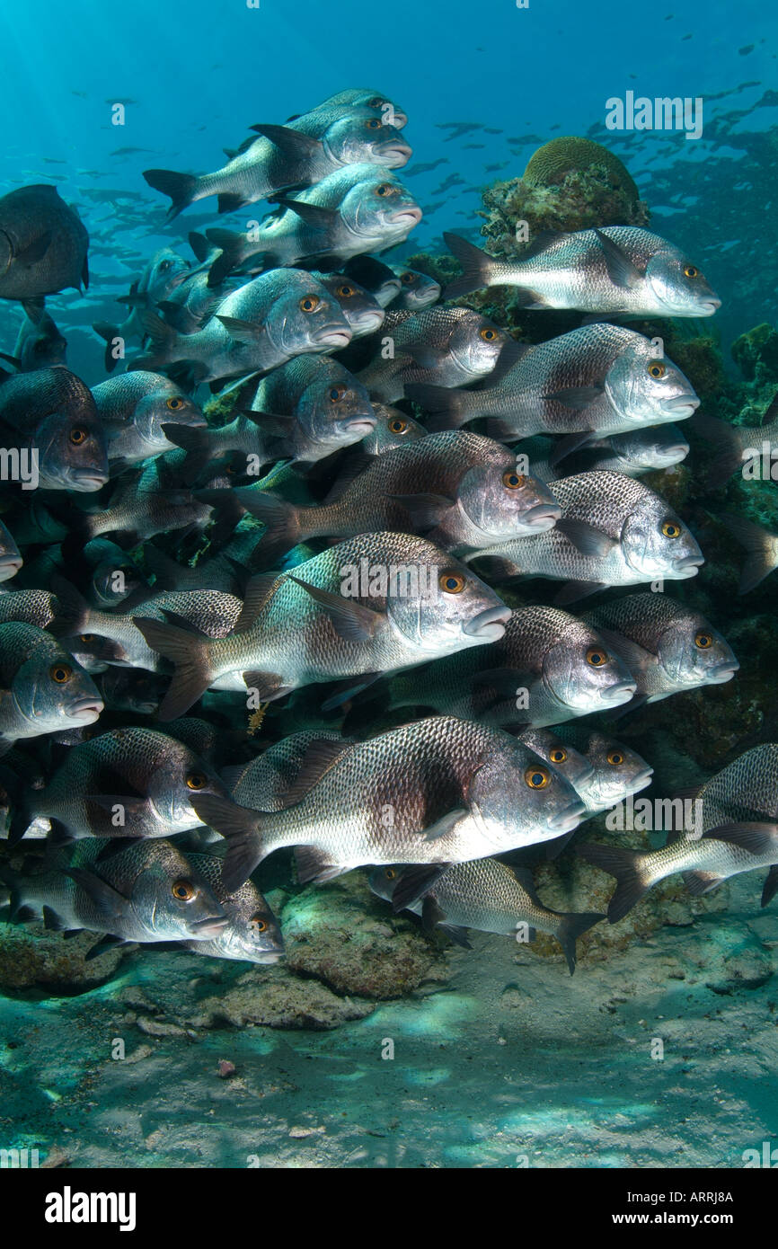 nr1297D. Black Margate snappers, Anisotremus surinamensis. Belize ...