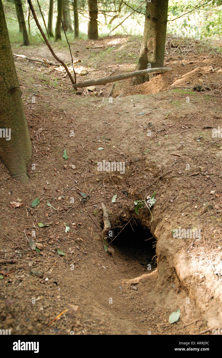 Badgers sett hi-res stock photography and images - Alamy