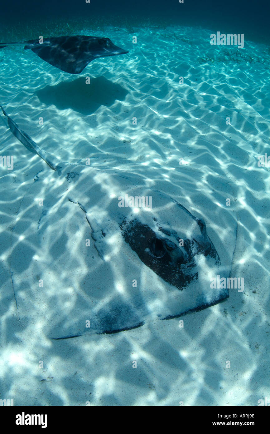 Atlantic stingrays hi-res stock photography and images - Alamy