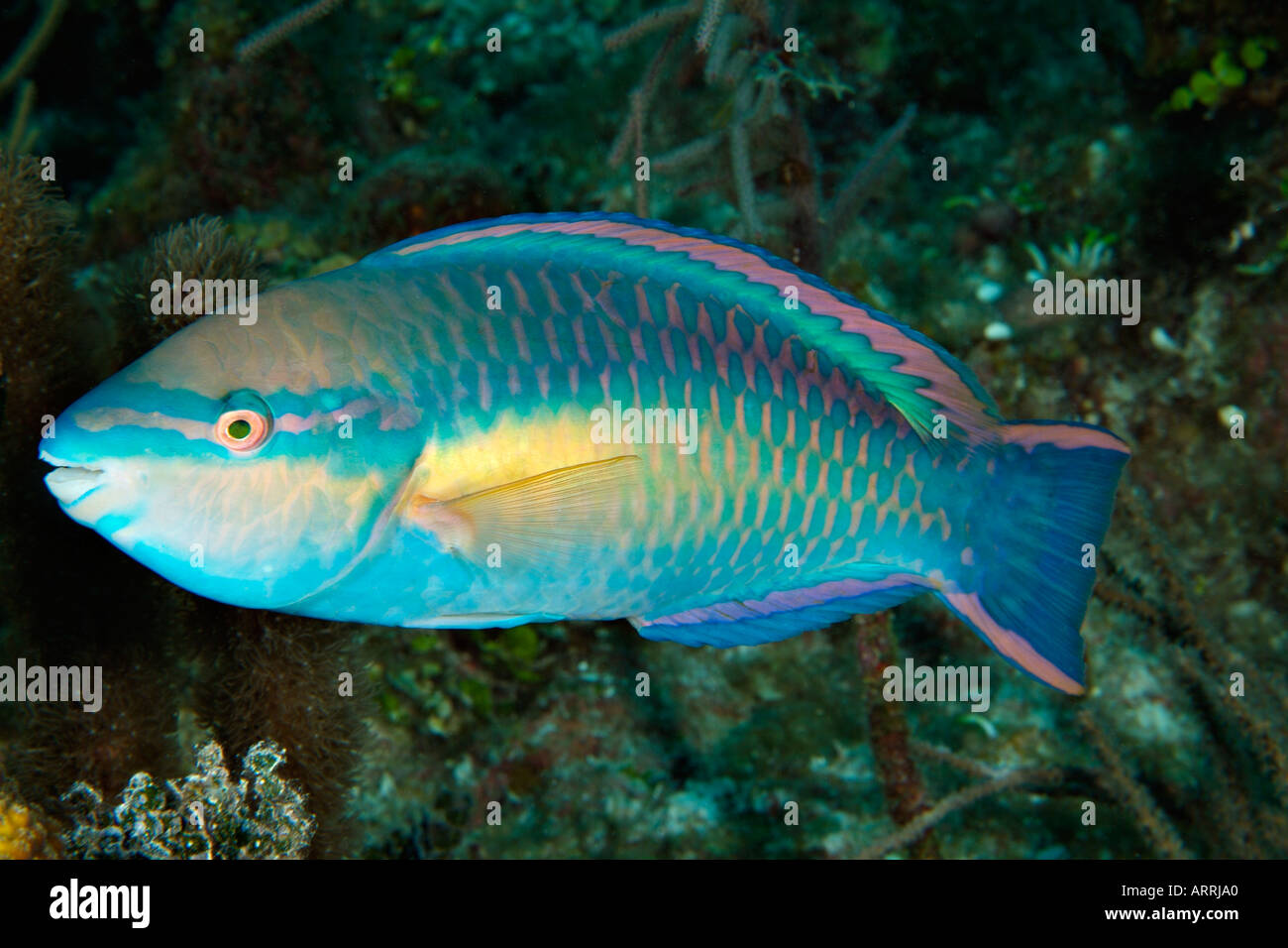 nr1351D. Princess Parrotfish, Scarus taeniopterus. Belize Caribbean Sea ...