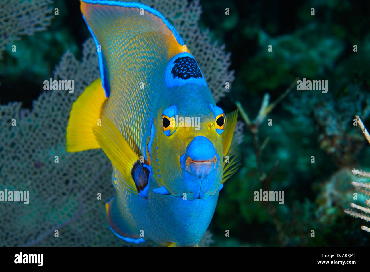 Angel fish belize hi-res stock photography and images - Alamy