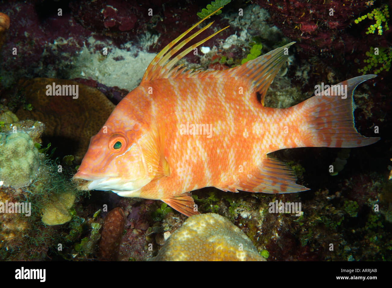 Hog Fish Stock Photos & Hog Fish Stock Images - Alamy