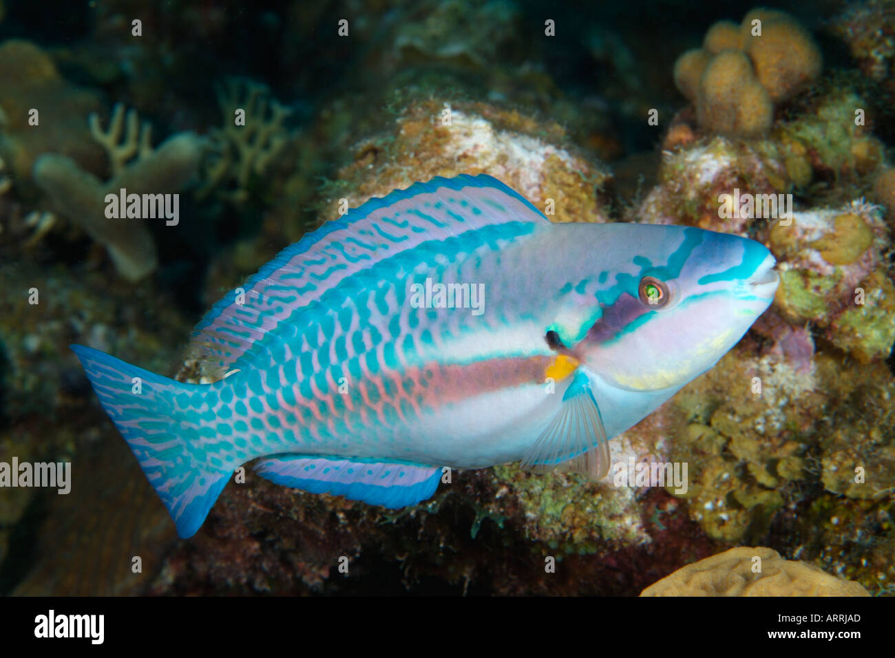 nr1388D. Princess Parrotfish, Scarus taeniopterus. Belize Caribbean Sea ...