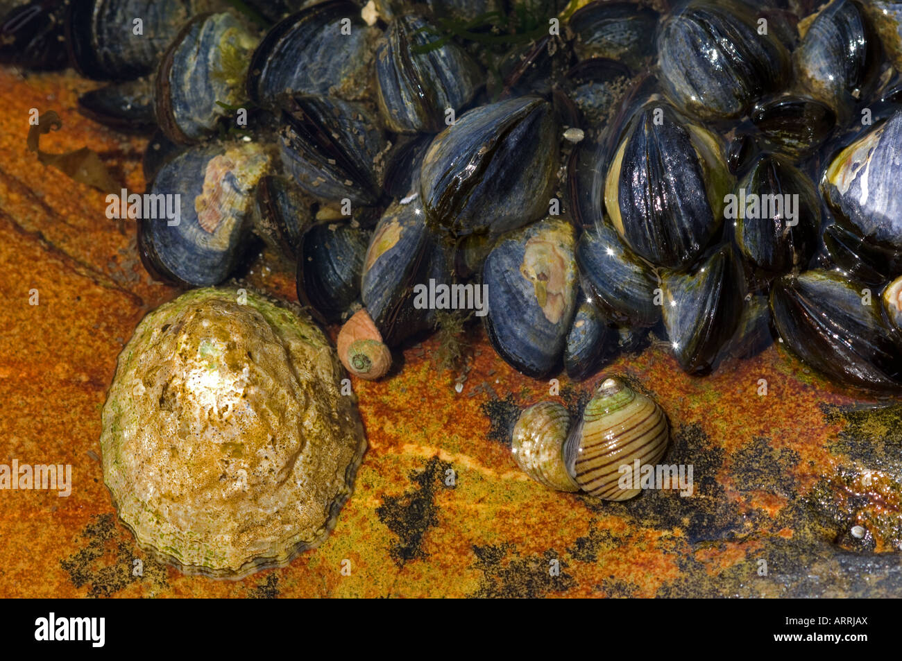 Rock Pool with Common Limpet (Patella vulgata), Common Mussels (Mytilus ...