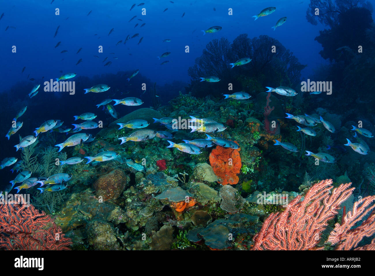 Creole wrasse hi-res stock photography and images - Alamy
