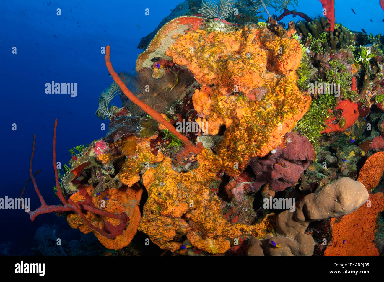 Orange elephant ear sponge hi-res stock photography and images - Alamy