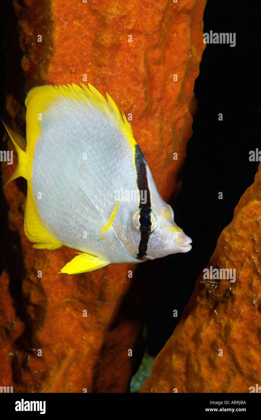 nr1456D. Spotfin Butterflyfish, Chaetodon ocellatus. Belize Caribbean ...