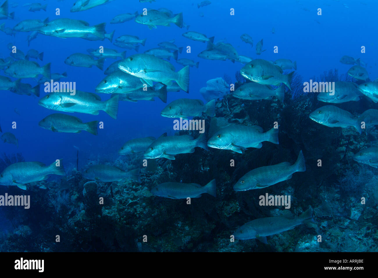 nr1470D. Cubera Snapper, Lutjanus cyanopterus, an important local food ...