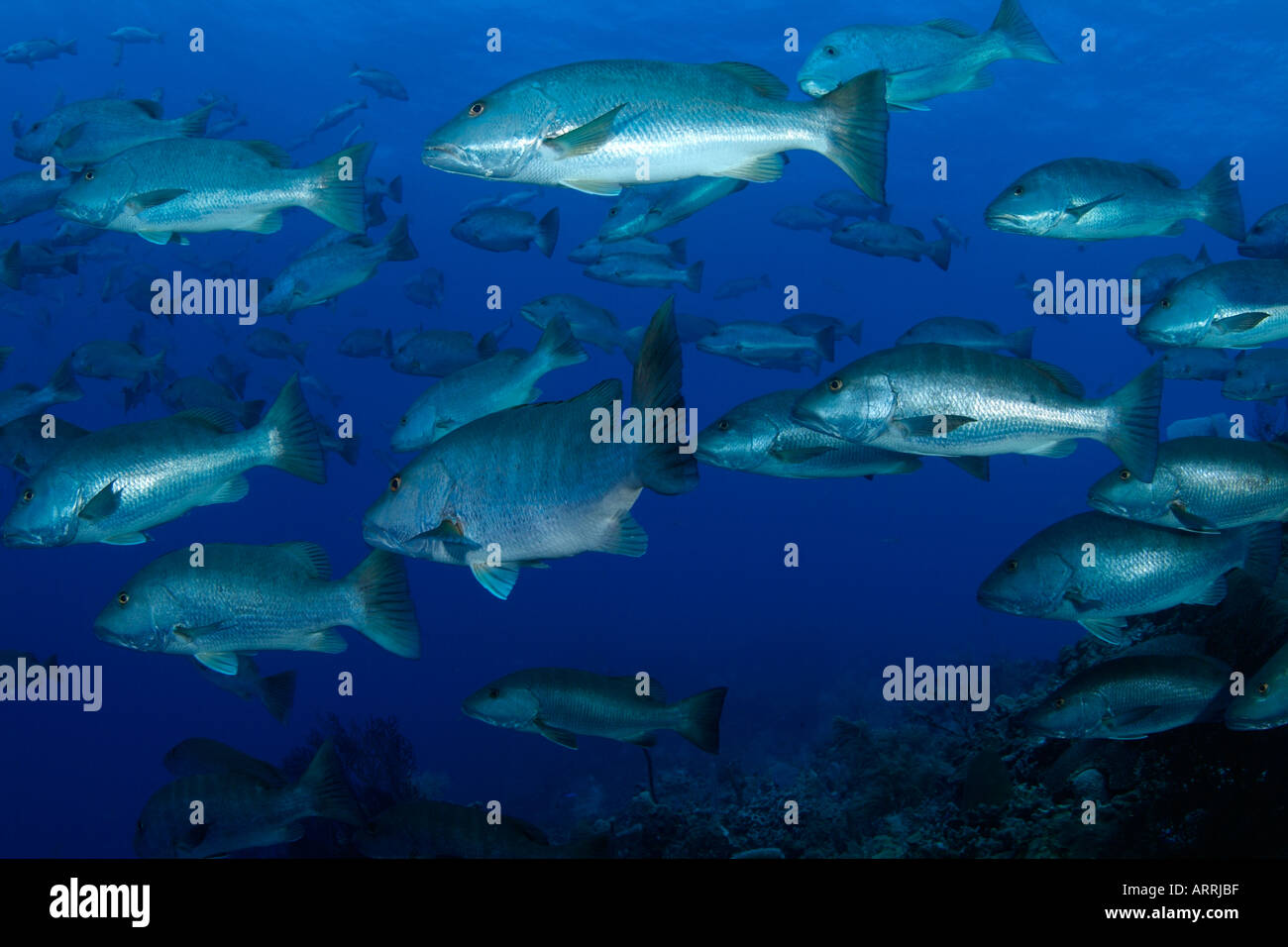 nr1471D. Cubera Snapper, Lutjanus cyanopterus, an important local food ...