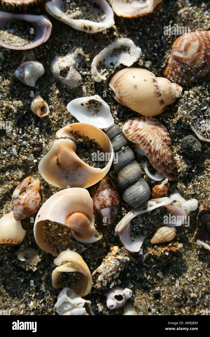sea shells on sand Stock Photo - Alamy