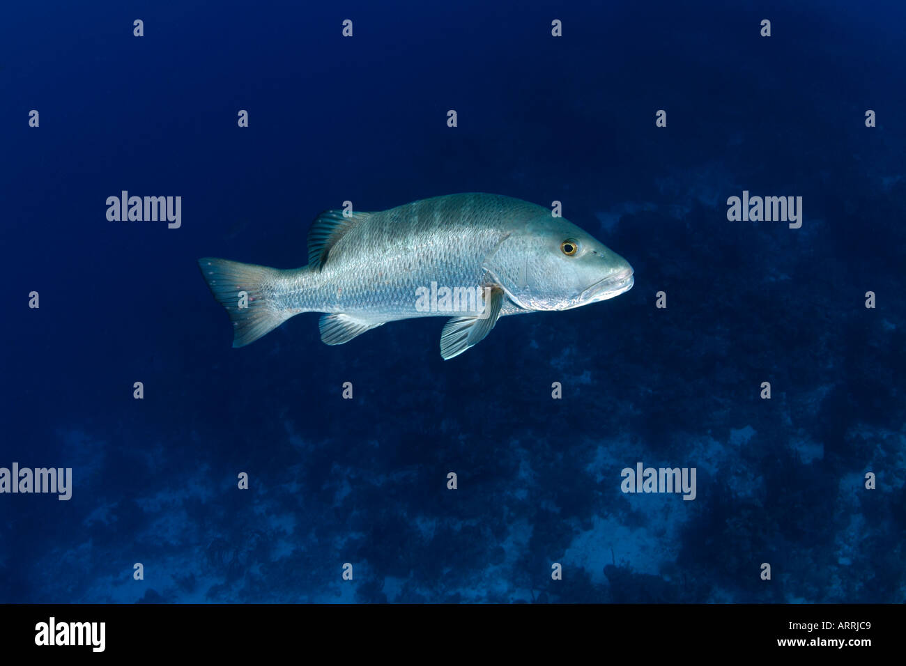 nr1507D. Cubera Snapper, Lutjanus cyanopterus, an important local food ...