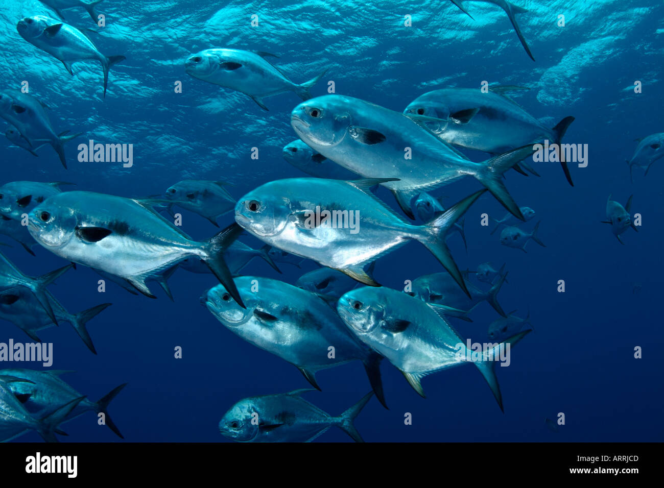 Permit fish hi-res stock photography and images - Alamy
