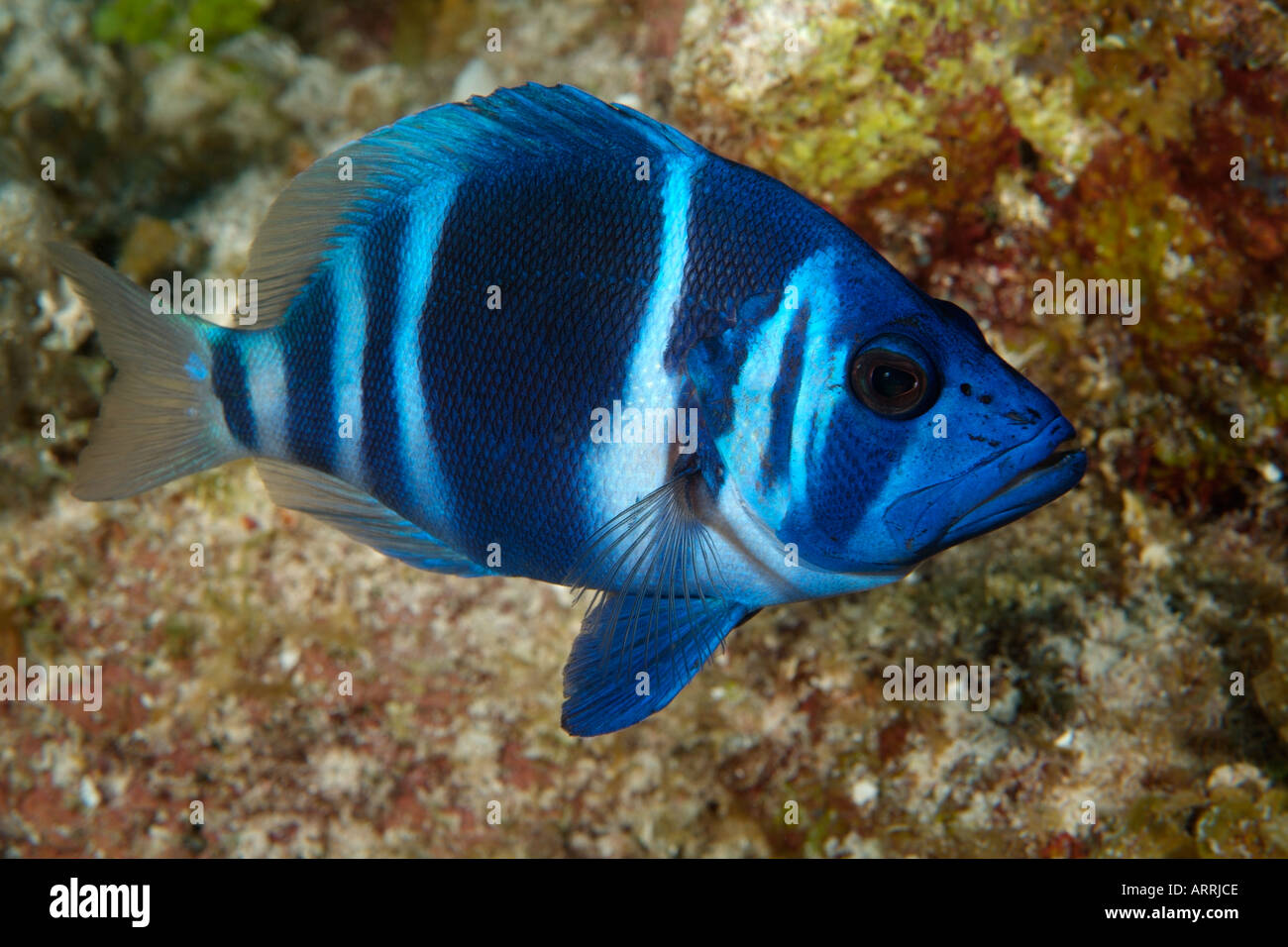 nr1530D. Indigo Hamlet, Hypoplectrus indigo. Belize Caribbean Sea ...