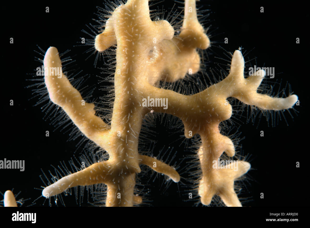 nr1531D. stinging polyps of Branching Fire Coral, Milleopora alcicornis ...