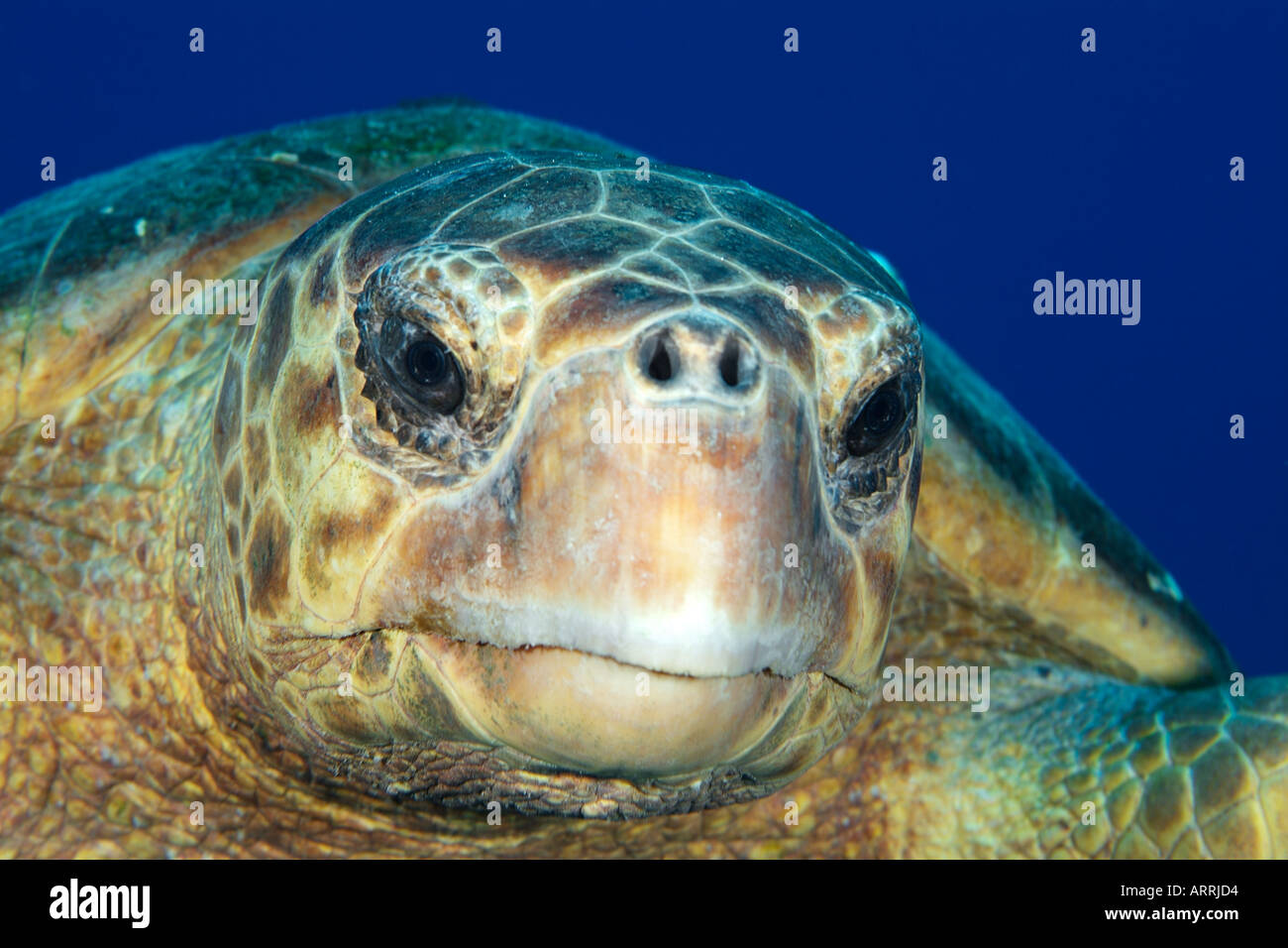 nr1544D. Loggerhead Sea Turtle, Caretta caretta. Belize Caribbean Sea ...