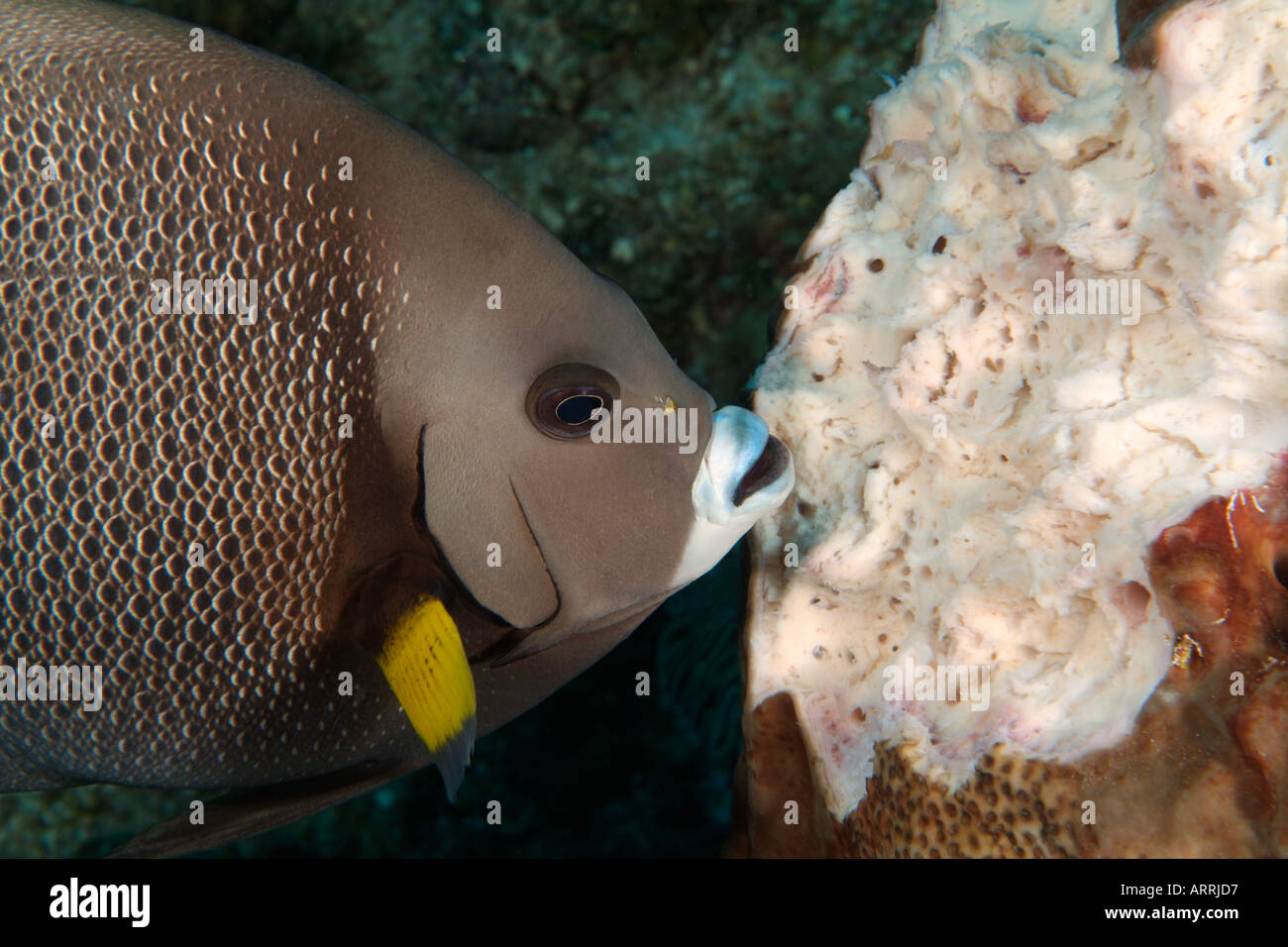 Angelfish feeding hi-res stock photography and images - Alamy