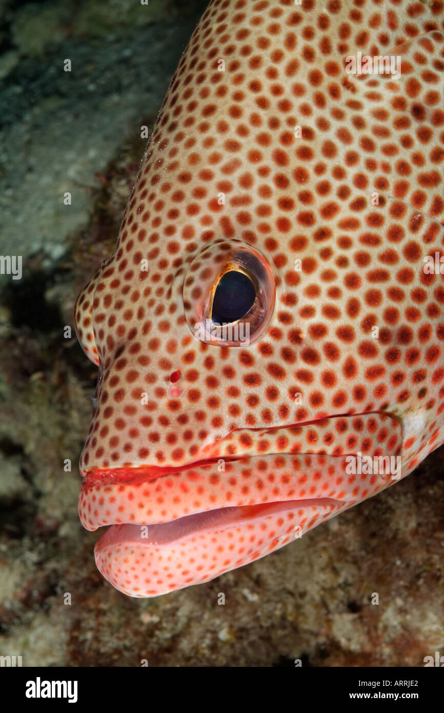nr1606 D Yellowfin Grouper Mycteroperca venenosa Belize Caribbean Sea ...