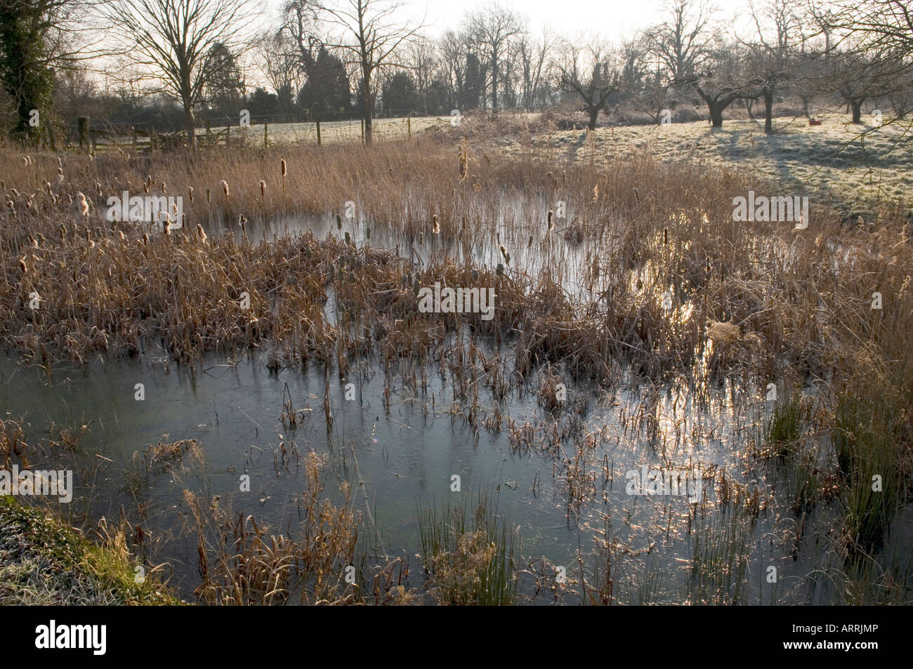 Frozen Duckpond Conington Cambridgeshire England Stock Photo - Alamy