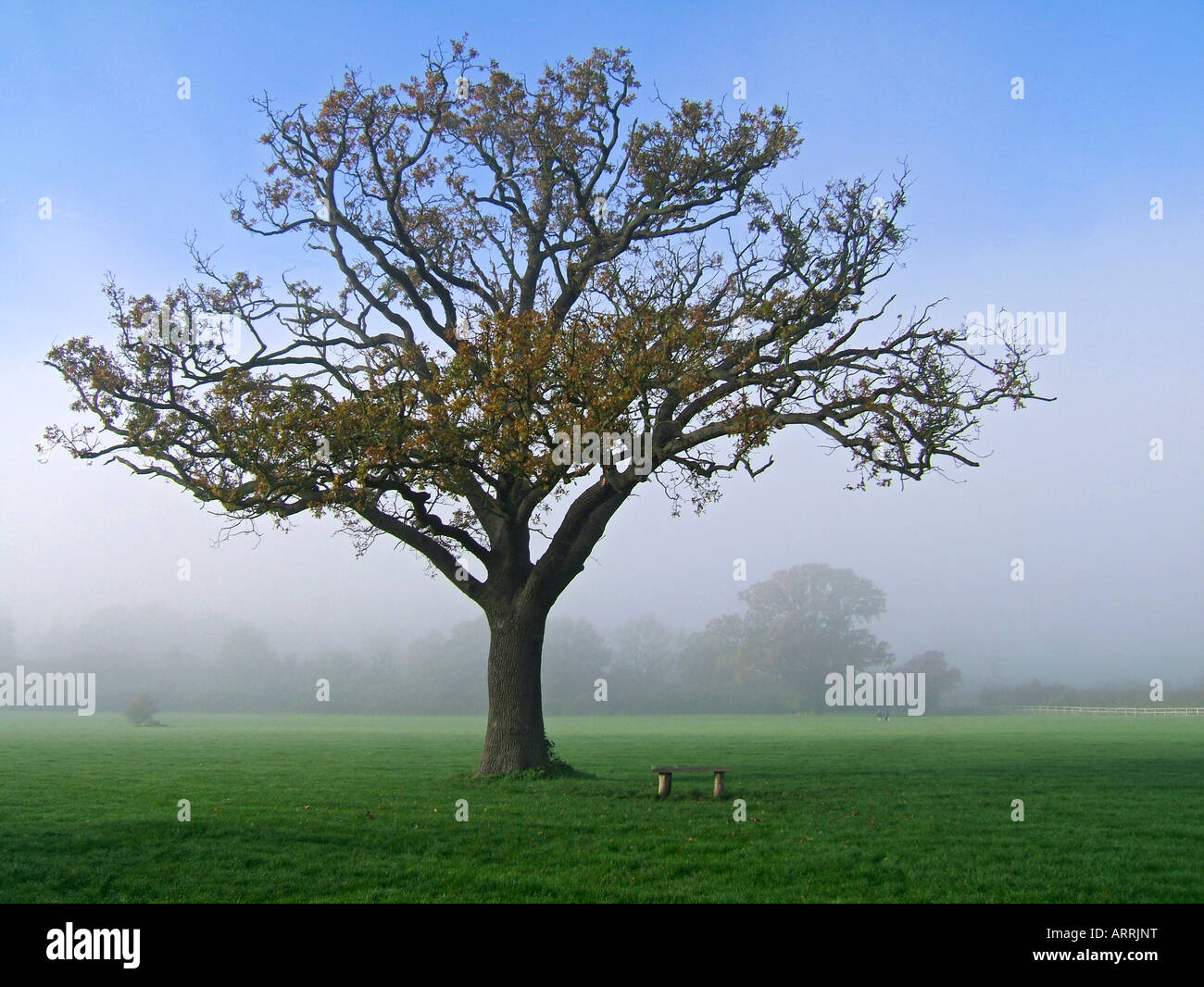 Oak tree in the mist, Epsom, Surrey, England, UK Stock Photo - Alamy