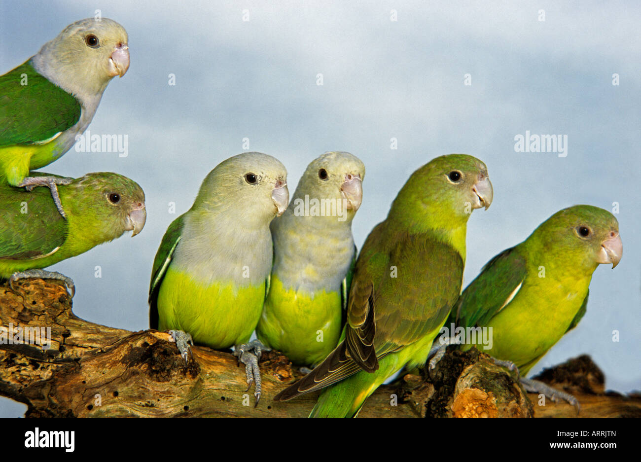 Madagascan lovebirds hi-res stock photography and images - Alamy