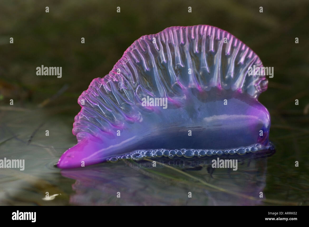 Portuguese man o war stinging jellyfish hi-res stock photography and ...