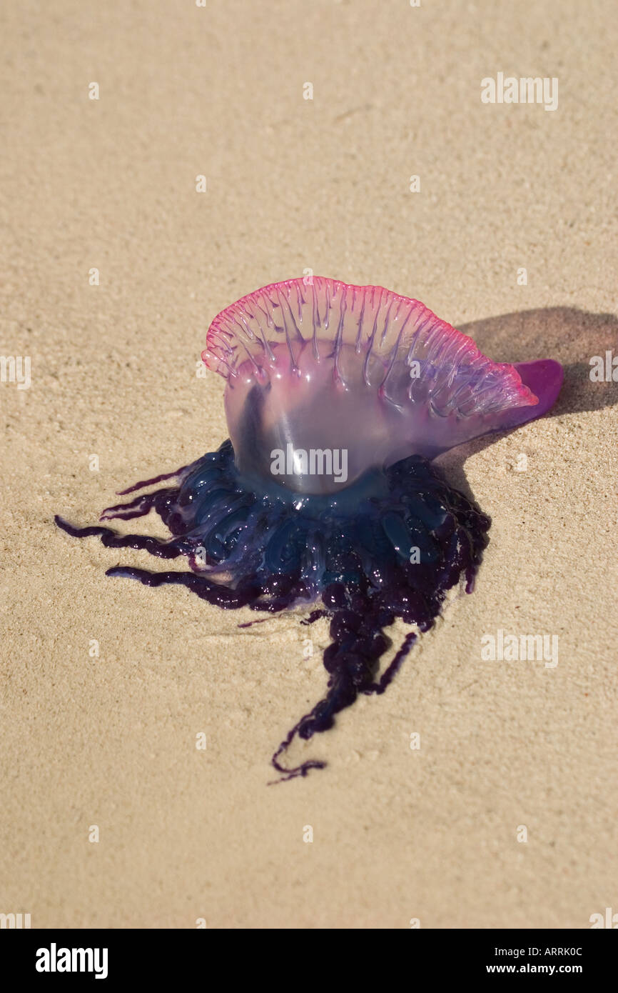 nr70979D. Portuguese Man of War, Physalia physalis, washed up on beach ...