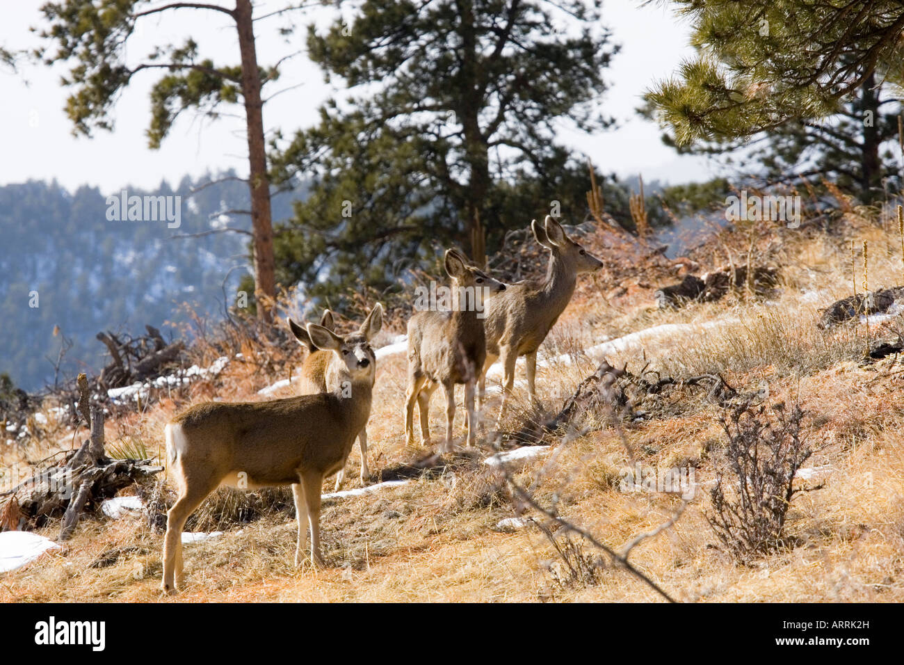 Mule deer in the Rocky Mountain Winter Stock Photo - Alamy